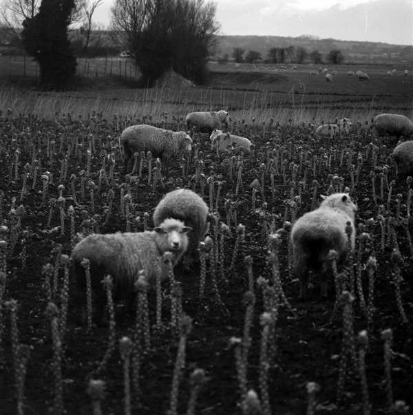 Photograph of sheep on Romney Marsh, Kent‘, John Piper, [c.1930s–1980s ...