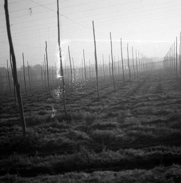 Photograph possibly showing a hop field in Kent‘, John Piper, [c.1930s ...