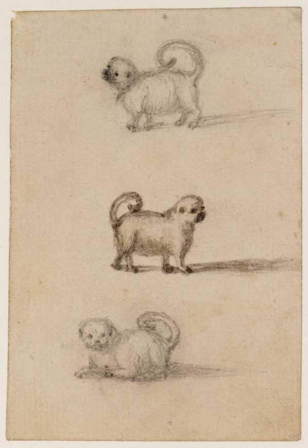 ‘Three Sketches of a Pug Dog‘, Susanna Duncombe (née Susanna Highmore ...