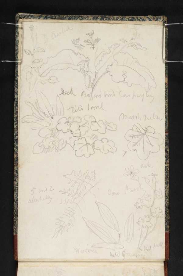 ‘Studies of Plants including Charlock and Dock‘, Joseph Mallord William ...