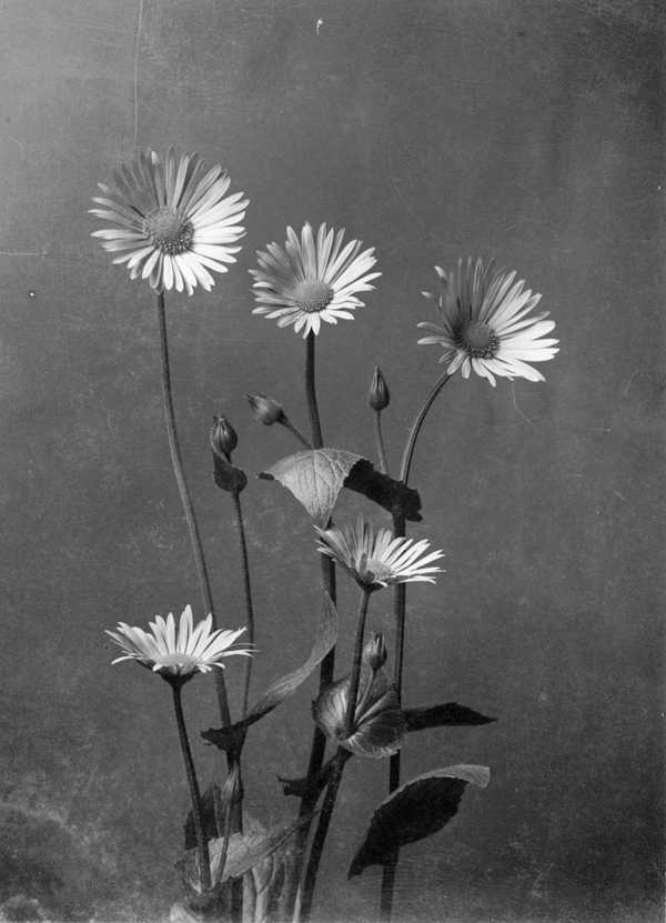 Photograph showing a study of Japanese daisy‘, Anonymous‘, Anonymous ...