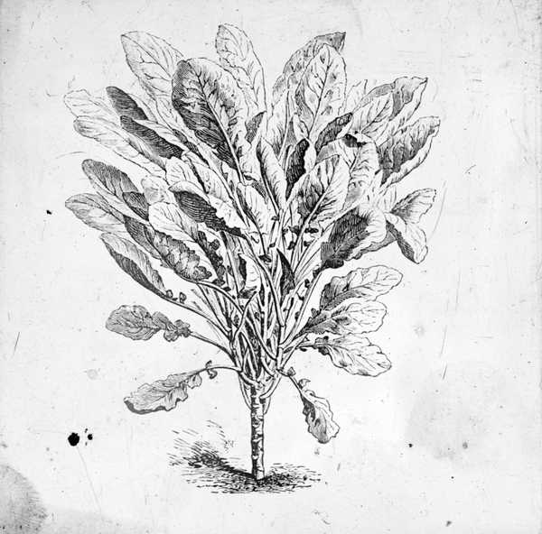 Black and white glass lantern slide of a botanical drawing of an ...