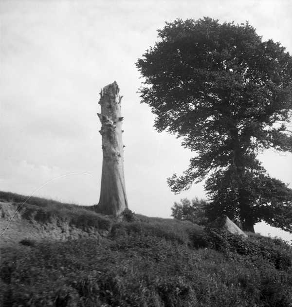 Photograph of a tree trunk‘, Eileen Agar, [1930s]‘, Eileen Agar, [1930s ...