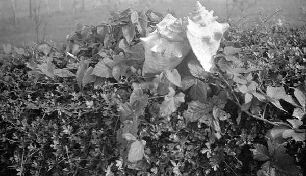Black and white negative, still life, shells on a hedge‘, Paul Nash ...