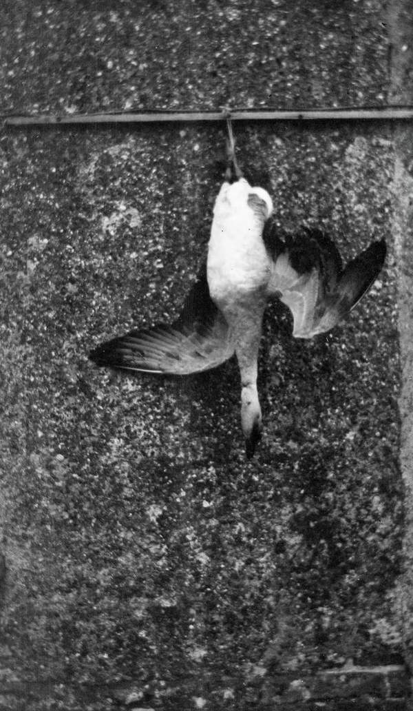 Black and white negative of a dead duck hanging from its feet‘, Vanessa ...