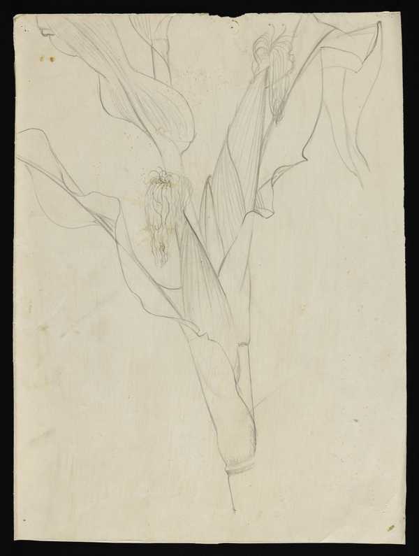 Drawing of corn on the cob‘, Dame Eileen Mayo‘, Dame Eileen Mayo – Tate ...
