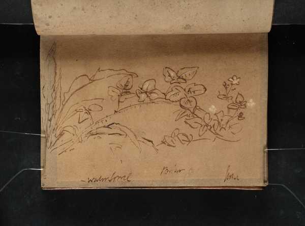 ‘Water Sorrel, Briar - June [Turner]‘, Joseph Mallord William Turner, c ...
