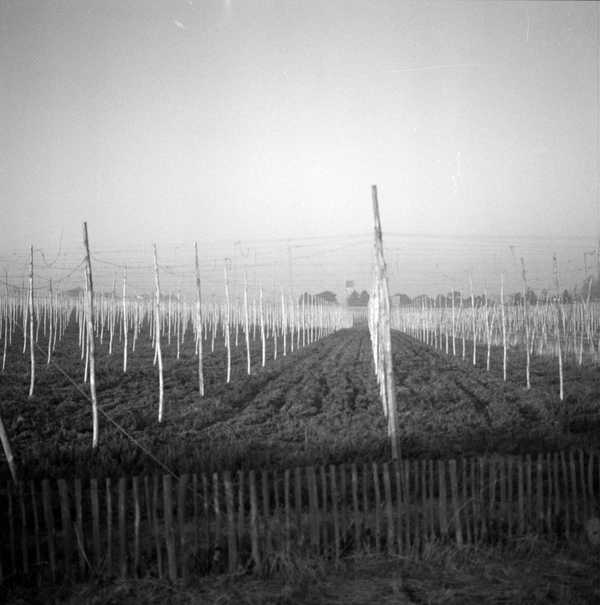 Photograph possibly showing a hop field in Kent‘, John Piper, [c.1930s ...