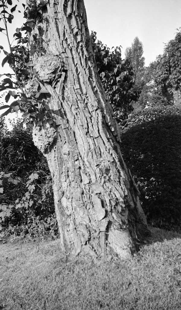 Black and white negative, a walnut tree, Botanical Gardens, Oxford ...