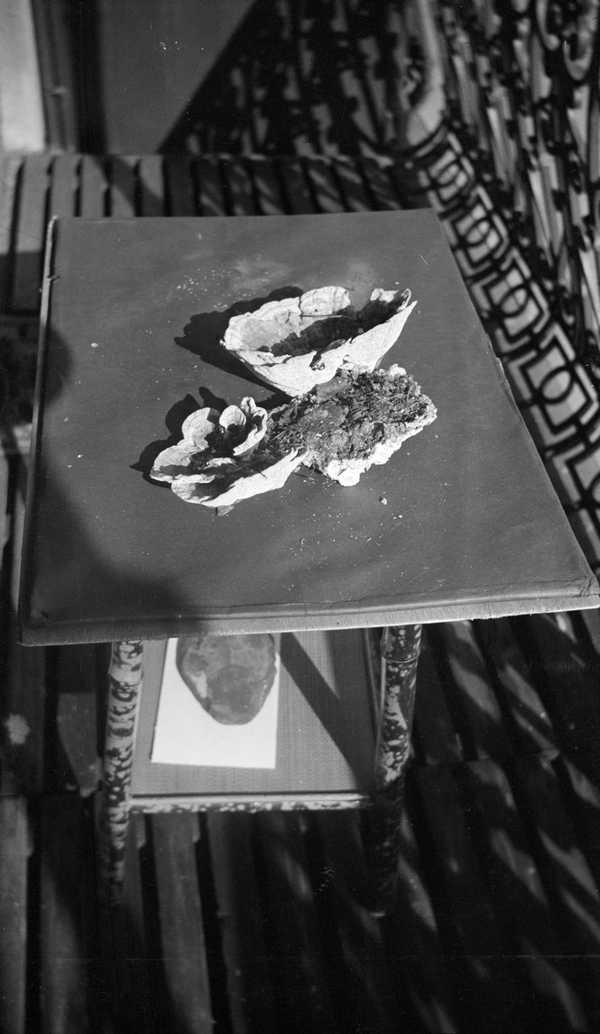 Black and white negative, still life, fungus‘, Paul Nash, 1935‘, Paul ...