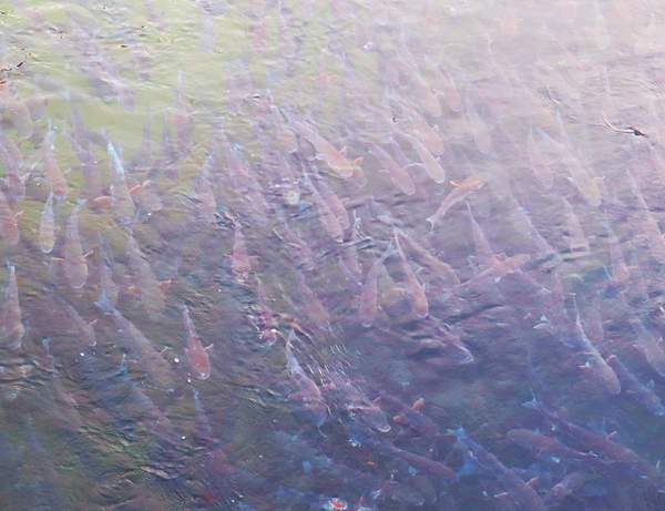 Voices of the River: Weaving Connections with the Ouse | Linklater Pavilion